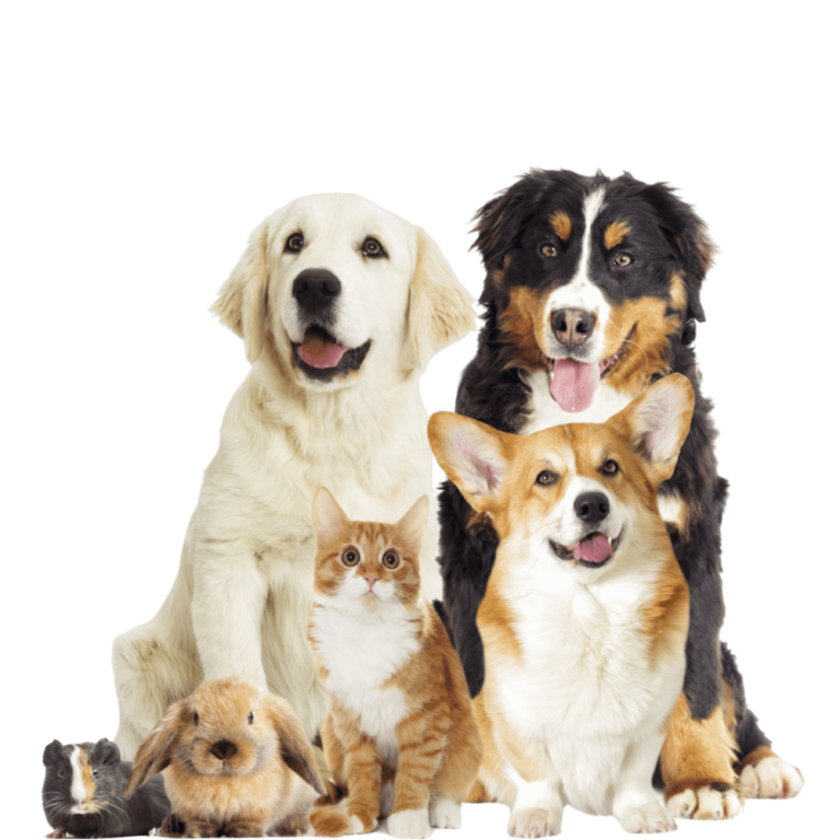 Sociaal tarief - BeterBeest Dierenartsen